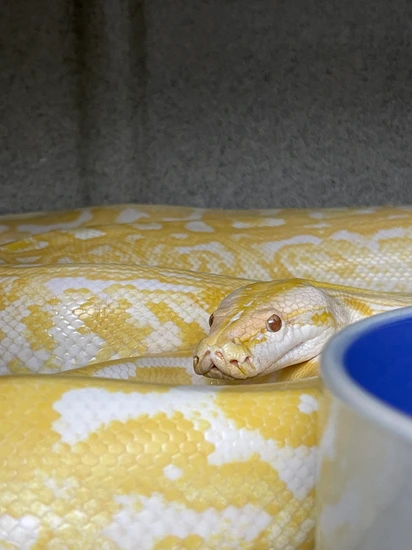 Breeder: Labyrinth Albino Adult Burmese Python by Anthony Wrenn Reptiles
