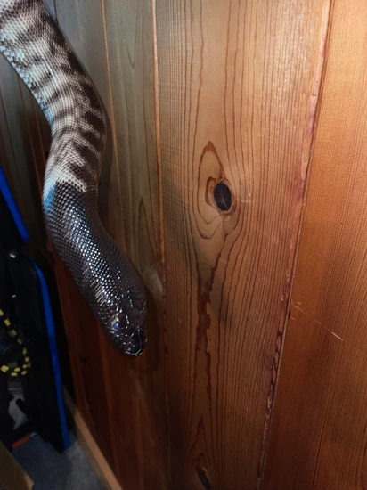 Black-Headed Female Black-Headed Python by Anthony Wrenn Reptiles