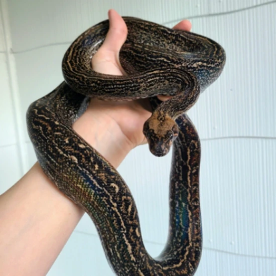 Ready To Breed Sonoran Leopard Boa Constrictor by Anthony Wrenn Reptiles