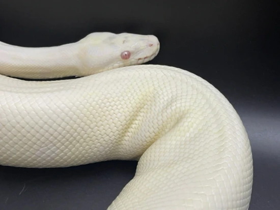 VPI Snow Ball Python by Anthony Wrenn Reptiles