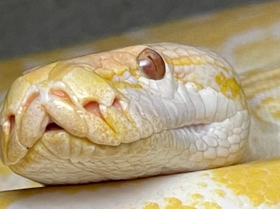 Ready To Breed: Labyrinth Albino Adult Burmese Python by Anthony Wrenn ...