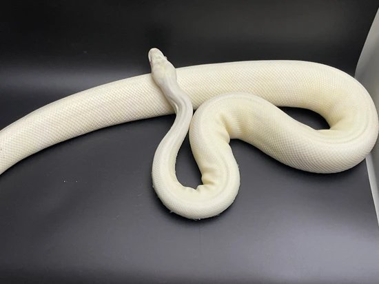 SNOWball -VPI Axanthic Albino. Ball Python by Anthony Wrenn Reptiles