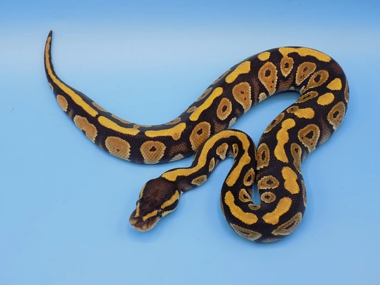 Sale- Adult Mystic Ball Python by Anthony Wrenn Reptiles