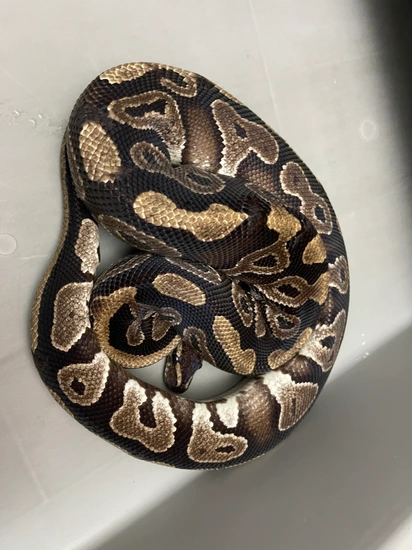 Sale- Adult Mystic Ball Python by Anthony Wrenn Reptiles