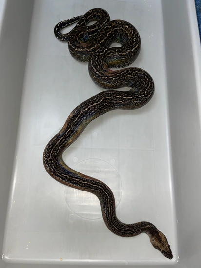 Ready To Breed Sonoran Leopard Boa Constrictor by Anthony Wrenn Reptiles