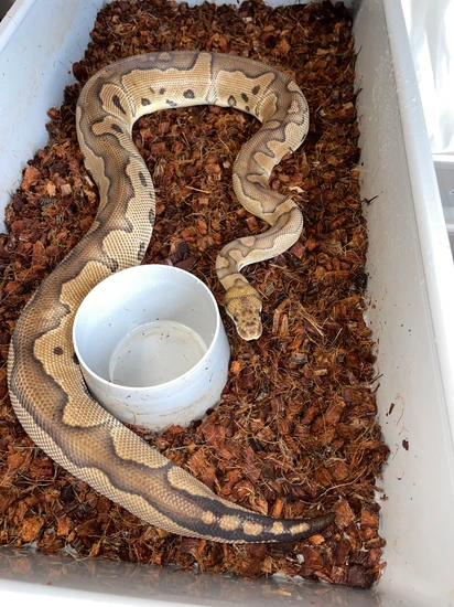 Ready To Breed Clown Ball Python by Danger Noodles & Company
