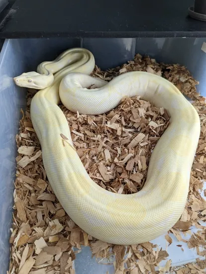 Silver Bullet Sharp Snow Boa Constrictor by Ashley Word