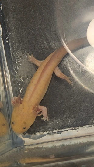 7" Hypo Axanthic Axolotl by Extreme Pro Exotics LLC