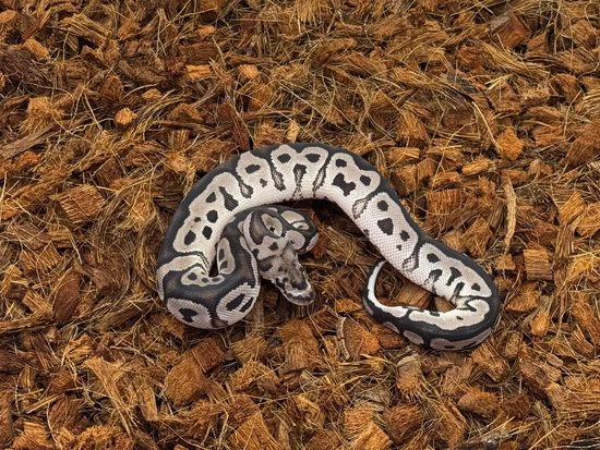 ⭐️ VPI Axanthic Clown Het Pied 😎 LOW RESERVE!!! 🤯 Ball Python by Apex ...