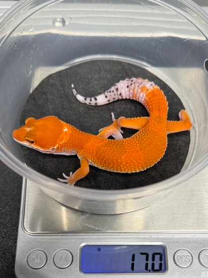 South Korean F1. Tangerine 🍊 Mandarin Tornado Carrot Tail Leopard Gecko ...