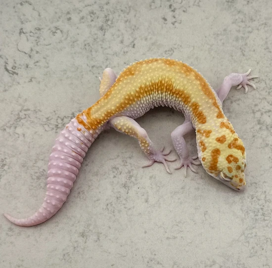 White And Yellow RAPTOR Leopard Gecko by Apollo's Reptiles