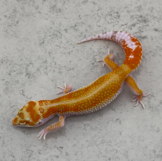 White & Yellow Bold Stripe Tangerine Tremper Female Leopard Gecko by ...