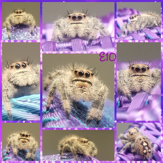 Chels Like The Sunset Jumping Spider by Purpz Mini Dino's & Spoods