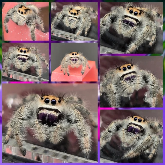 *Holdback Release* Female Regal Jumping Spider by Purpz Mini Dino's ...