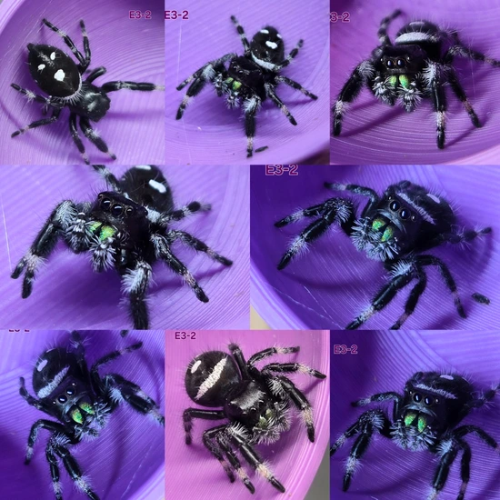 Super Chill Male Regal Jumping Spider by Purpz Mini Dino's & Spoods