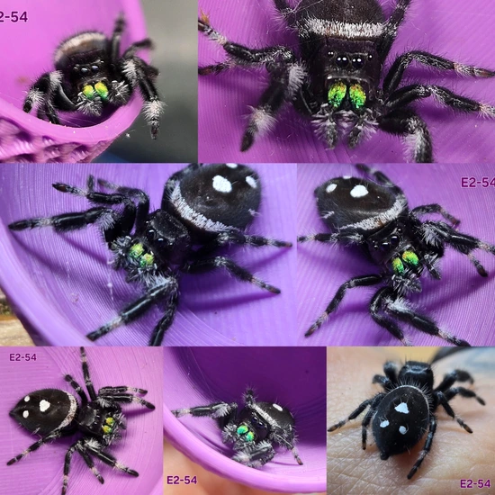 I9 Male Regal, Very Friendly Jumping Spider by Purpz Mini Dino's & Spoods