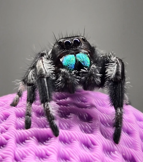 Adult Male Regal Jumping Spider by Purpz Mini Dino's & Spoods