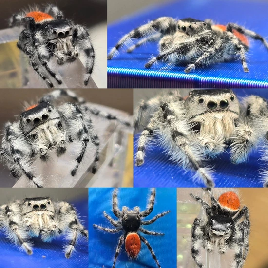 Mature Male Adumbratus Jumping Spider by Purpz Mini Dino's & Spoods