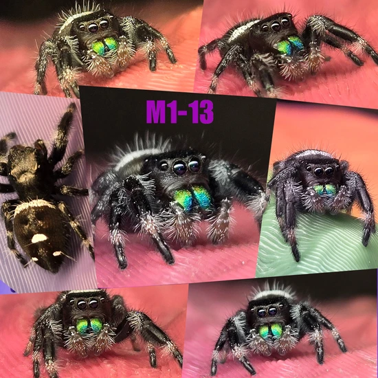BOGO Calm I6 Male Regal M1-13 Jumping Spider by Purpz Mini Dino's & Spoods