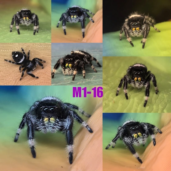 Male Regal M1-16 Jumping Spider by Purpz Mini Dino's & Spoods