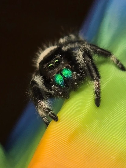 Mature Male Regal D1-5 Jumping Spider by Purpz Mini Dino's & Spoods
