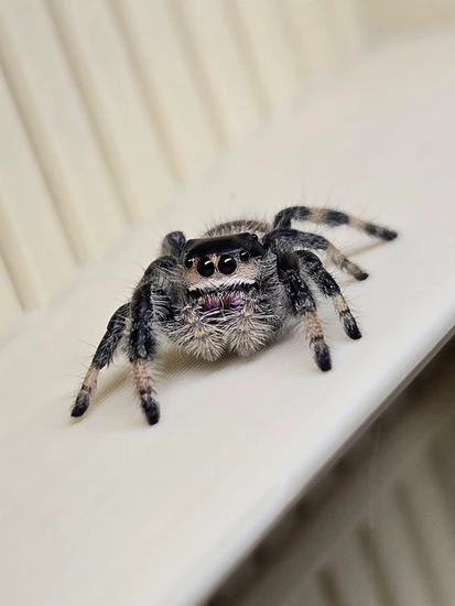 Unique Female Regal D1-16 Jumping Spider by Purpz Mini Dino's & Spoods