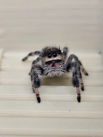 Dark Phase Regal M1-27 Jumping Spider by Purpz Mini Dino's & Spoods