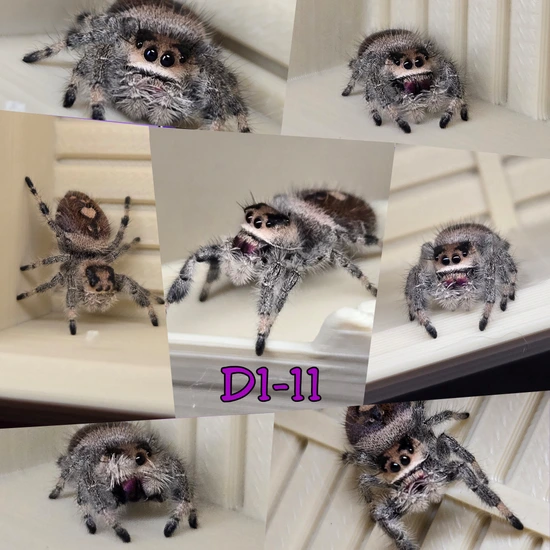 Orange Phase Regal D1-11 Jumping Spider by Purpz Mini Dino's & Spoods