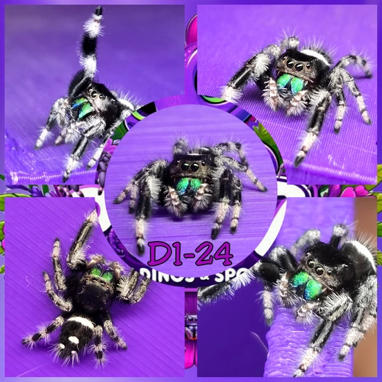 Amazing Male Regal D1-24 Jumping Spider by Purpz Mini Dino's & Spoods