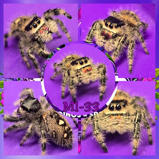 Apalachicola Female M1-33 Jumping Spider by Purpz Mini Dino's & Spoods