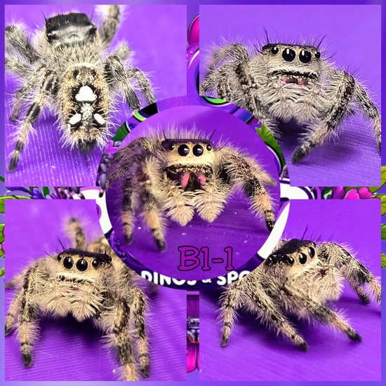 Apalachicola Female B1-1 Jumping Spider by Purpz Mini Dino's & Spoods