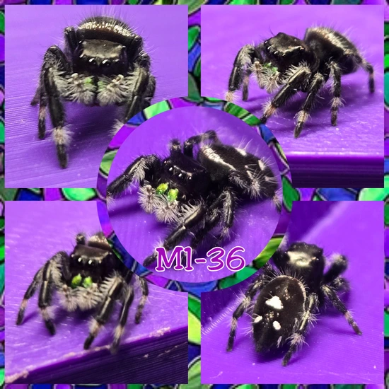 Apalachicola Male M1-36 Jumping Spider by Purpz Mini Dino's & Spoods