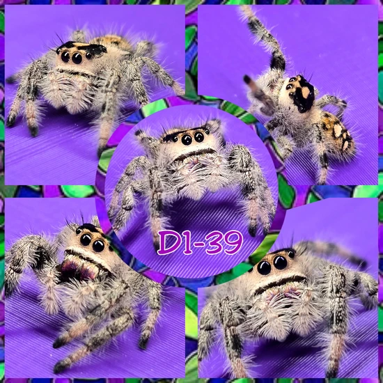 Gorgeous Regal Girl D1-39 Jumping Spider by Purpz Mini Dino's & Spoods