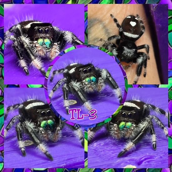 Super Friendly Male Regal TL-3 Jumping Spider by Purpz Mini Dino's & Spoods