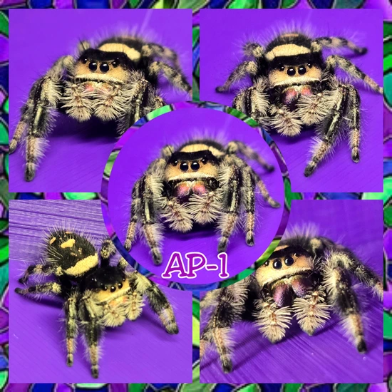 Freshly Matured Apalachicola Female Jumping Spider by Purpz Mini Dino's ...