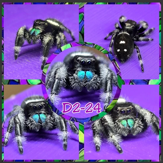 Beautiful I8 Male Regal D2-24 Jumping Spider by Purpz Mini Dino's & Spoods