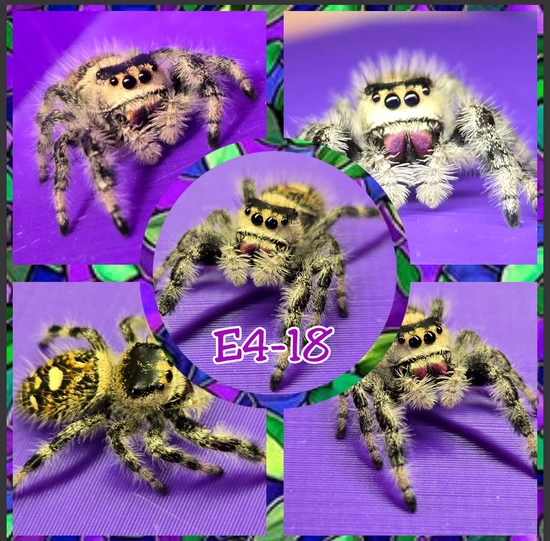 I7 Regal Female E4-18 Jumping Spider by Purpz Mini Dino's & Spoods