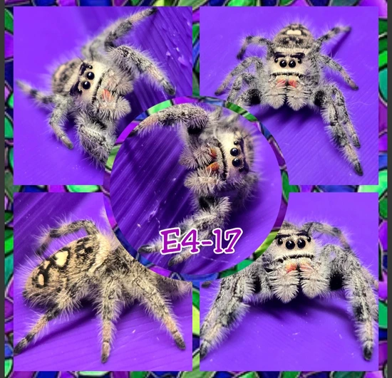 Light Colored Regal E4-17 Jumping Spider by Purpz Mini Dino's & Spoods