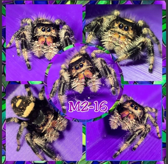 Dark Phase Regal M2-16 Jumping Spider by Purpz Mini Dino's & Spoods