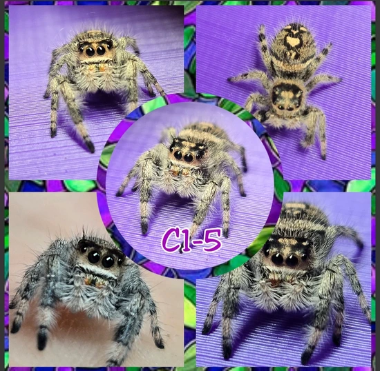 Juvenile Regal Female C1-5 Jumping Spider by Purpz Mini Dino's & Spoods