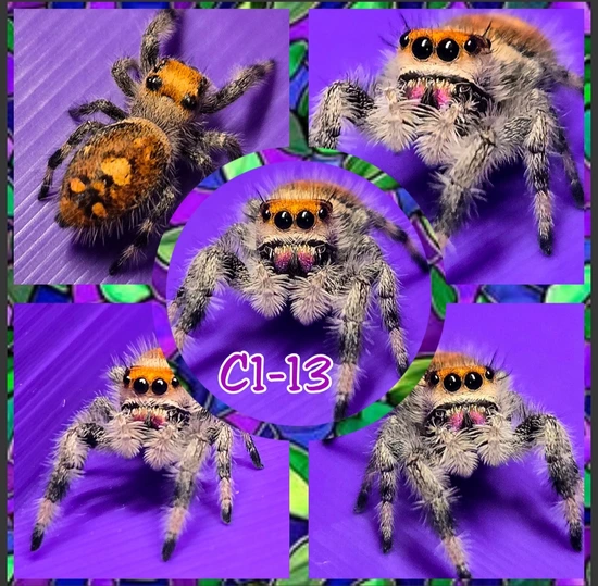 Juvenile Regal Female C1-13 Jumping Spider by Purpz Mini Dino's & Spoods