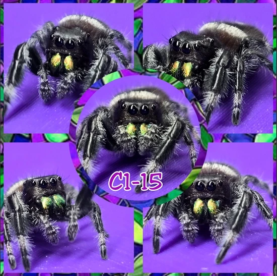 Juvenile Male Regal C1-15 Jumping Spider by Purpz Mini Dino's & Spoods