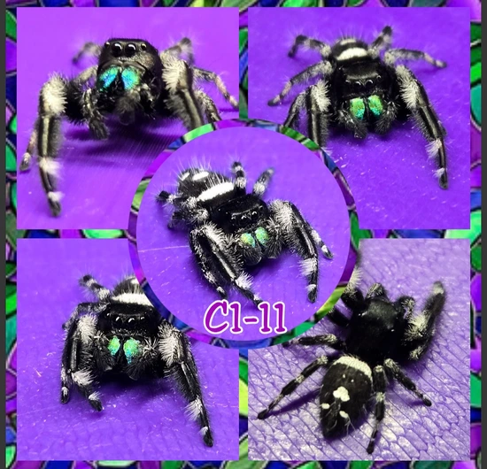 Friendly Male Regal C1-11 Jumping Spider by Purpz Mini Dino's & Spoods