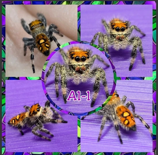 Regal Female A1-1 Jumping Spider by Purpz Mini Dino's & Spoods