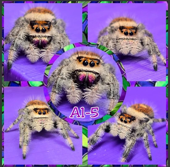 Orange Regal Female A1-5 Jumping Spider by Purpz Mini Dino's & Spoods