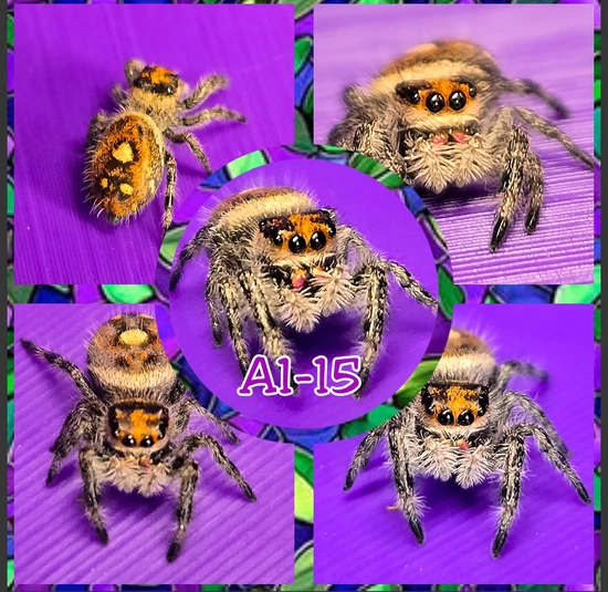Pretty Regal Female A1-15 Jumping Spider by Purpz Mini Dino's & Spoods