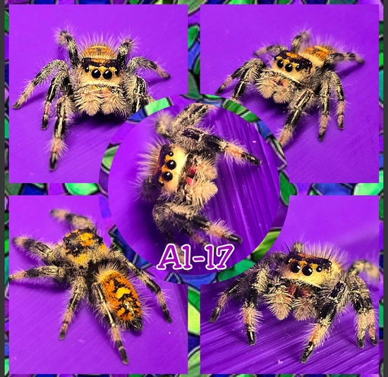 Stunning Female Regal A1-17 Jumping Spider by Purpz Mini Dino's & Spoods