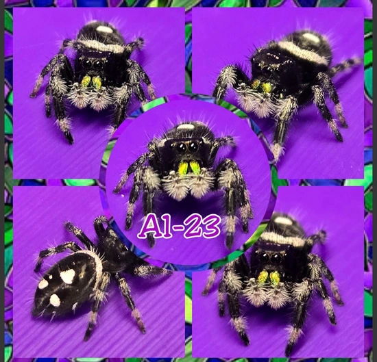 Sweet Male Regal A1-23 Jumping Spider by Purpz Mini Dino's & Spoods