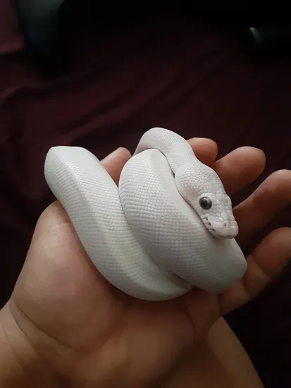 FEMALE BEL Ball Python by Gomez Dragons
