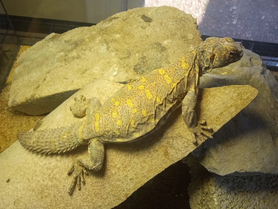 Adult Female Ornate Uromastyx by Exotic Creations
